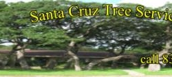 Santa Cruz Tree Service